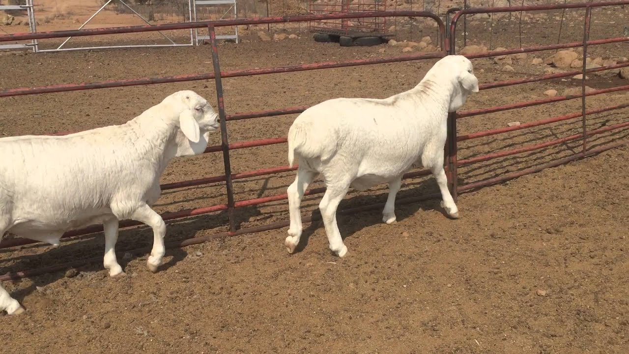 Sheep Breed - Dr. Daging